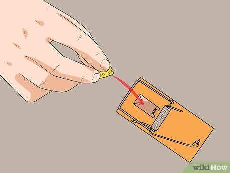 How To Catch A Mouse With Pictures WikiHow