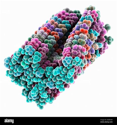 Beta Amyloid Fibril Structure Computer Model Showing A Beta 1 42 Amyloid Fibril Structure