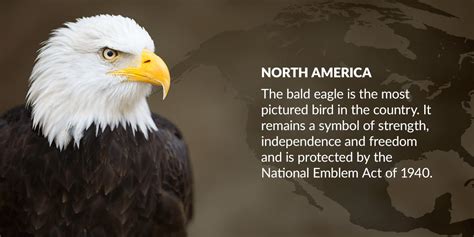 Bird Symbolism In Different Cultures Feathersnap