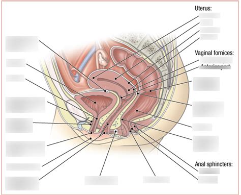 Female internal reproductive anatomy (sagittal view) Diagram | Quizlet