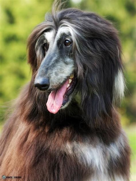 Afghan Hound Coat Colors Coats And Colors Afghan Hound Coat Colors Coats And Colors