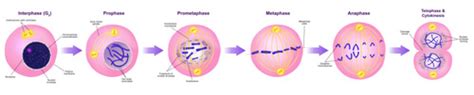 cell cycle and apoptosis flashcards quizlet
