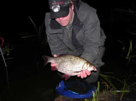 Roach Rudd Hybrid Freshwater Species Identification Irish Record
