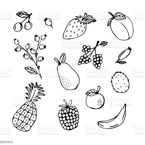 흰색 고립 된 배경에 과일과 열매의 손으로 그린 세트 낙서 간단한 개요 그림 0명에 대한 스톡 벡터 아트 및 기타 이미지 0명 건강한 생활방식 검은색 Istock