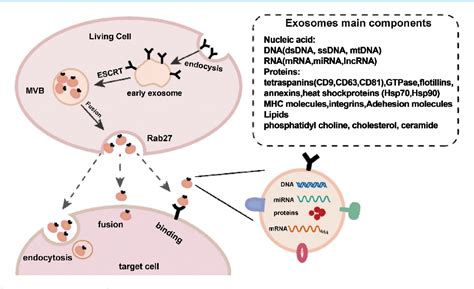 Figure 1 From Engineered Exosomes And Composite Biomaterials For Tissue Regeneration Semantic