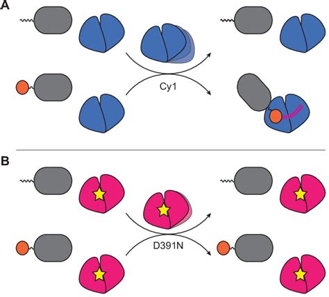 Structural Dynamics Are Critical For Molecular Discrimination And