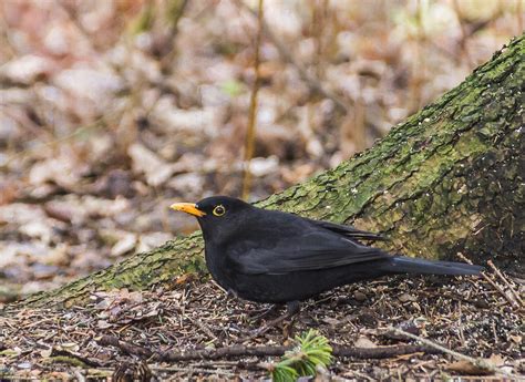 80 Free Bird Nose And Nature Images Pixabay