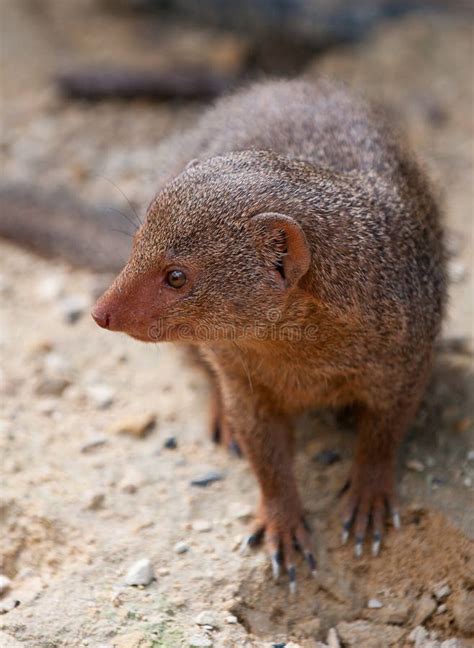 Mongoose Stock Image Image Of Austrian Wild Peering
