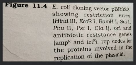 Figure 114 E Coli Cloning Vector Pbr322 Showing Restriction Sites Hind