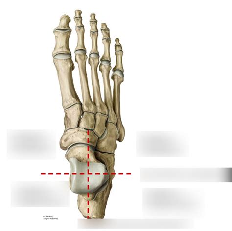 Axis Of Rotation Diagram Quizlet