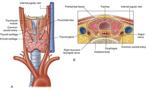 Thyroid And Parathyroid Surgery Basicmedical Key