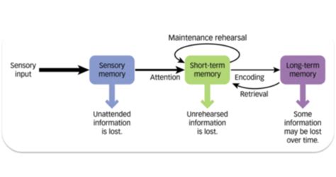 Cognitive Psychology Short Term Working Memory Flashcards Quizlet