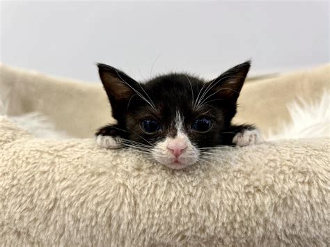 코리안숏헤어 꼬물이 미니푸들무료분양 미니먼치킨무료분양 미니랙돌무료분양 미니브리티쉬숏헤어무료분양 미니스코티쉬폴드무료분양 미니러시안블루무료분양 미니강아지무료분양 미니고양이무료