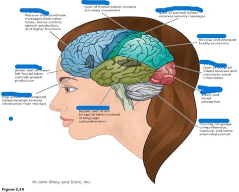 Cog Psych Exam Study Guide Flashcards Quizlet