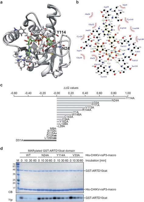 The Conserved Macrodomains Of The Non Structural Proteins Of Chikungunya Virus And Other