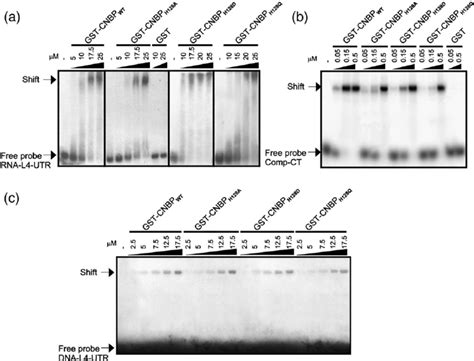 Cnbp Amino Acid Site Directed Mutants Binding To Single Stranded