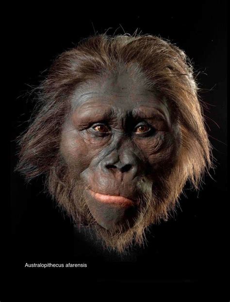 Australopithecus Afarensis The Ancient Hominin Of Africa And Europe