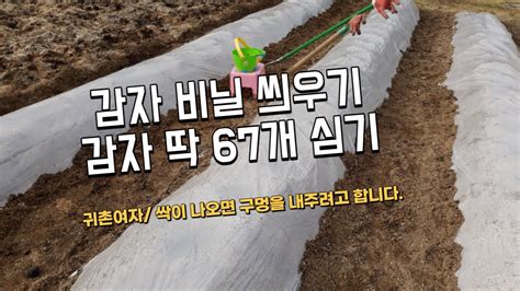 감자 비닐씌우기 감자심기 두둑만들기 Youtube