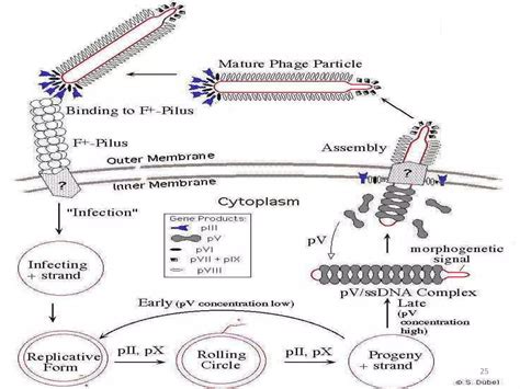 Lectut Btn 202 Ppt L4 Bacteriophage Lambda And M13 Vectors 1 Pptx