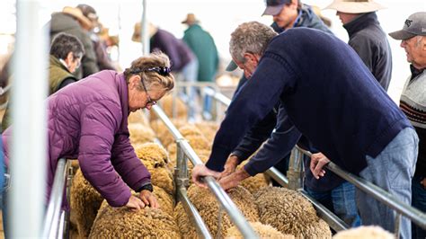 Upcoming Sheep Classing Workshops Upcoming Sheep Classing Workshops