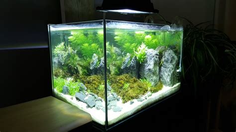 Aquascape 45x30x30 cherry shrimps mirror background - YouTube