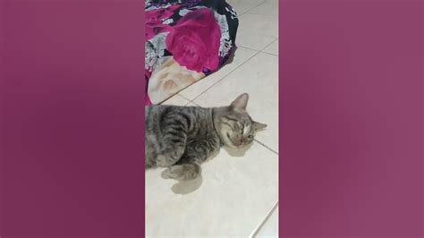 Bangunin Si Samsonshort Youtube