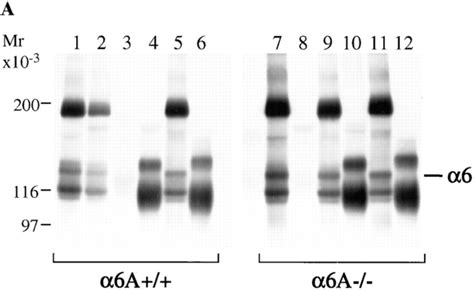 Analysis Of Integrin Expression And Adhesion Properties Of α6a And Download Scientific