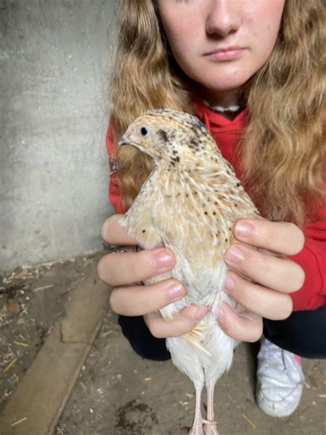 Sexage Caille Isabelle