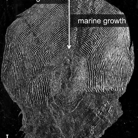 Overview Of Atlantic Salmon Predators And A General Description Of The