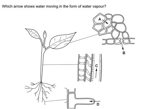 Igcse Plant Nutrition Teaching Resources