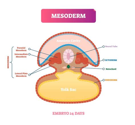 Ejemplo Mesodermo Del Vector Diagrama Médico Etiquetado Con La