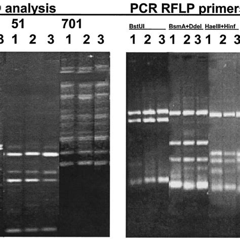 rapd and pcr rflp analysis of dna sequence variability in speci fi c