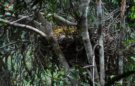 The Art Of Orangutan Nest Building Borneo Orangutan Survival