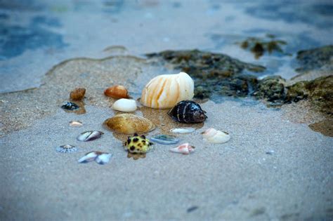 40 Shell Wallpapers