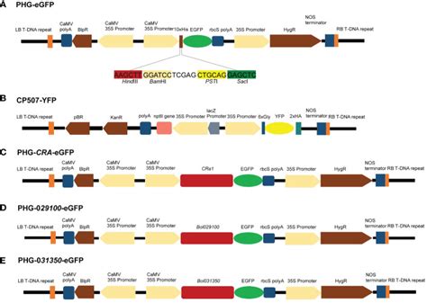 A High Efficiency Peg Ca2 Mediated Transient Transformation System For