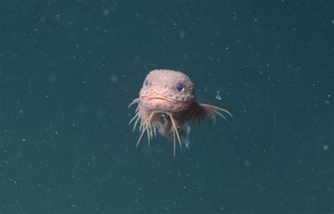 Scientists Discover “cute” Unknown Deep Sea Snailfish