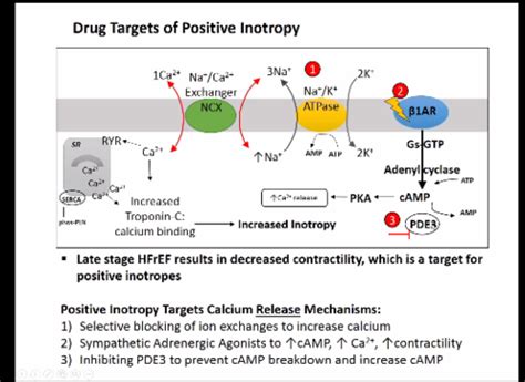 Cardiac Inotropes Flashcards Quizlet