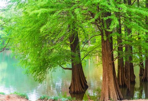 The Dreamy Cedar Forest By The Lake In Spring Stock Image Image Of Tender Distichum 314573137