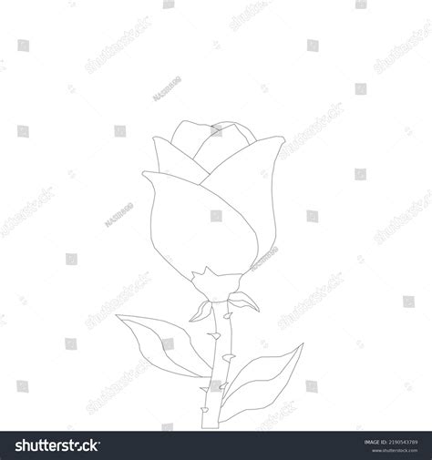 Flower Line Art Minimalist Contour Drawing Stock Vector Royalty Free