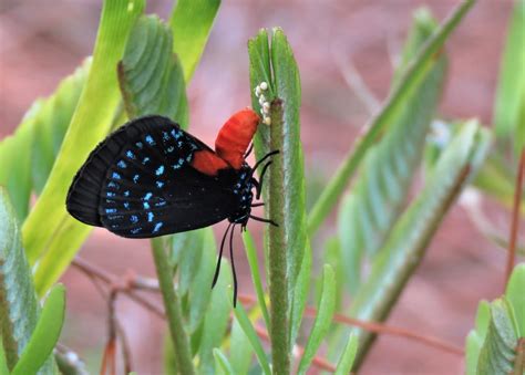 Insect Reproduction Read Biology Ck Foundation