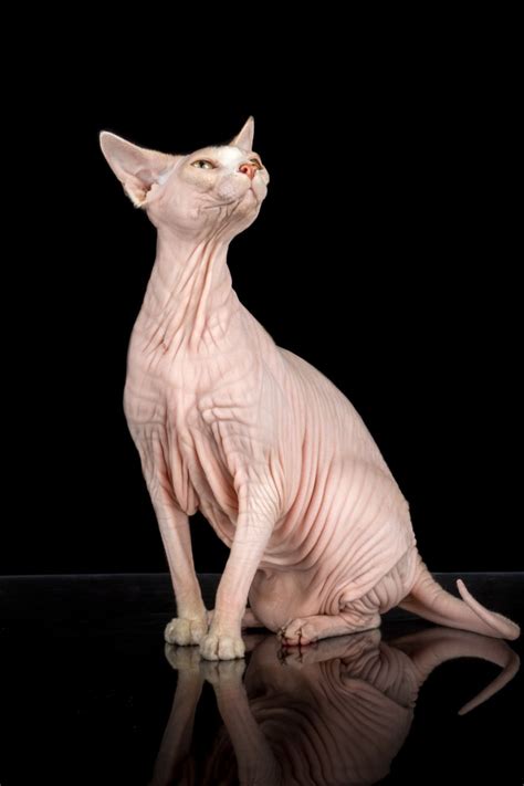 43 Hairless Cat Photos That Will Remind You Of Aliens Bored Panda