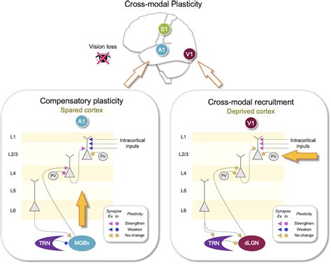 Frontiers Metaplasticity Framework For Cross Modal Synaptic