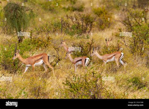 Thomsons Gazelles Eudorcas Thomsonii Running In African Bush