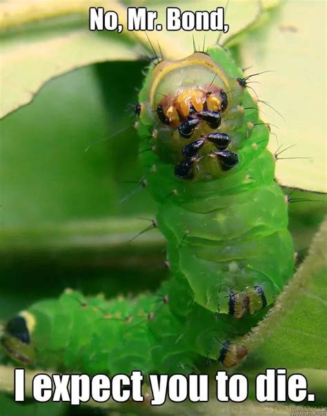 Larvae Pictures Scrolller