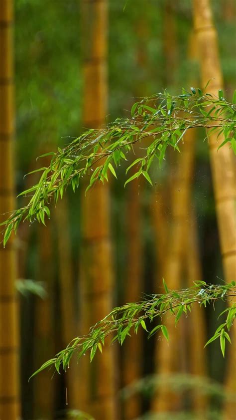 雨中竹林 风景手机动态壁纸 风景手机壁纸下载 元气壁纸