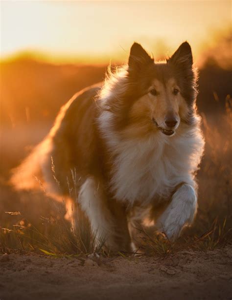 Collie Photography Artofit