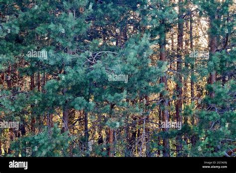 Forest Of Green Pine Trees Landscape Of Wild Woods Stock Photo Alamy