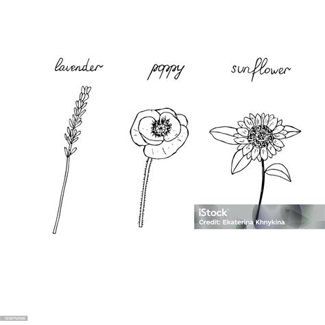 프로방스 꽃 라벤더 양귀비와 해바라기 레터링 벡터 일러스트레이션 핸드 드로잉 세트 라벤더 식물에 대한 스톡 벡터 아트 및 기타 이미지 라벤더 식물 일러스트레이션