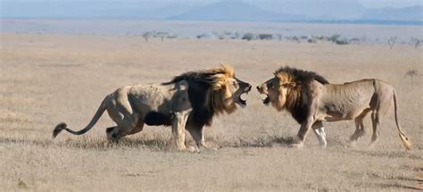 Calculus With Python Sympy Sympy A Python Library For Symbolic By Ascendance Python In