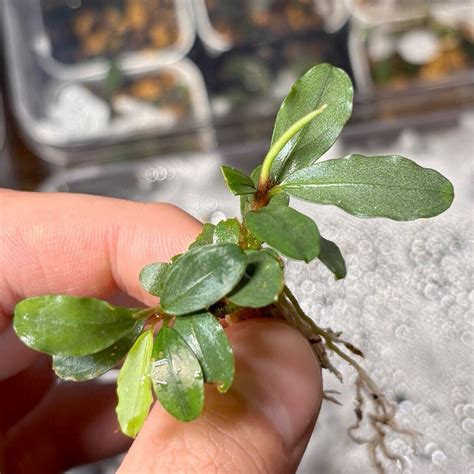 Yahoo オークション Bucephalandra Sp “sekadau West Borneo” ブ